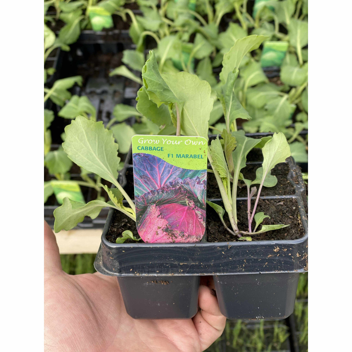 Cabbage Marabel – Bespoke Blooms By Maybury