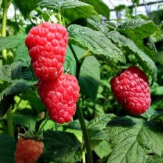 Raspberry Malling Admiral – Bespoke Blooms By Maybury