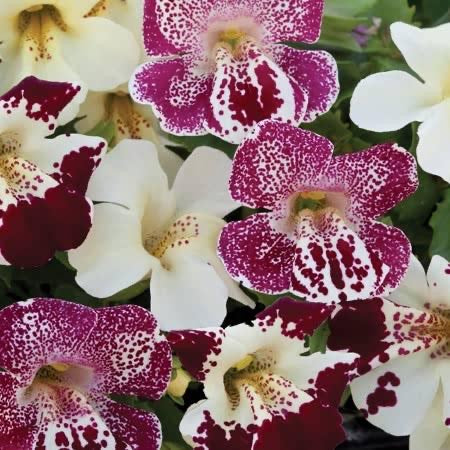 Mimulus Magic Spring Blossom – Bespoke Blooms By Maybury