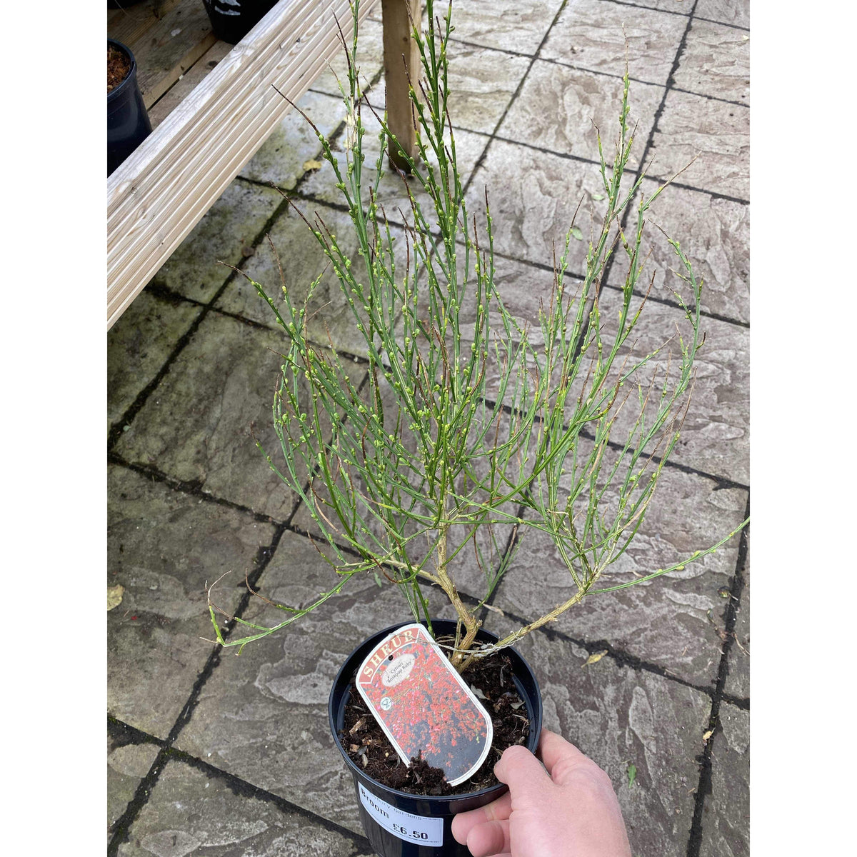 Broom Boskoop Ruby – Bespoke Blooms By Maybury