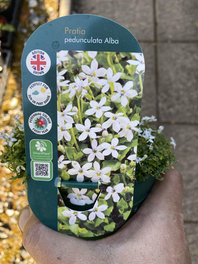 Pratia Alba – Bespoke Blooms By Maybury