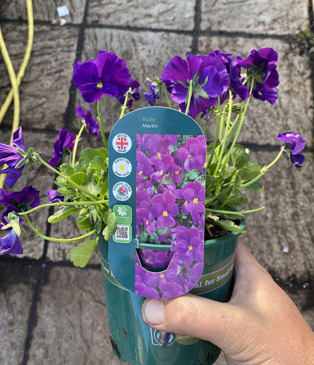 Viola Martin – Bespoke Blooms By Maybury